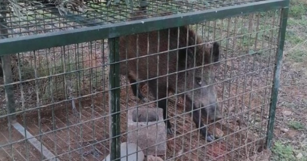 Un pueblo de Castellón instala trampas inteligentes contra jabalís para ... Un pueblo de Castellón instala trampas inteligentes contra jabalís para ...