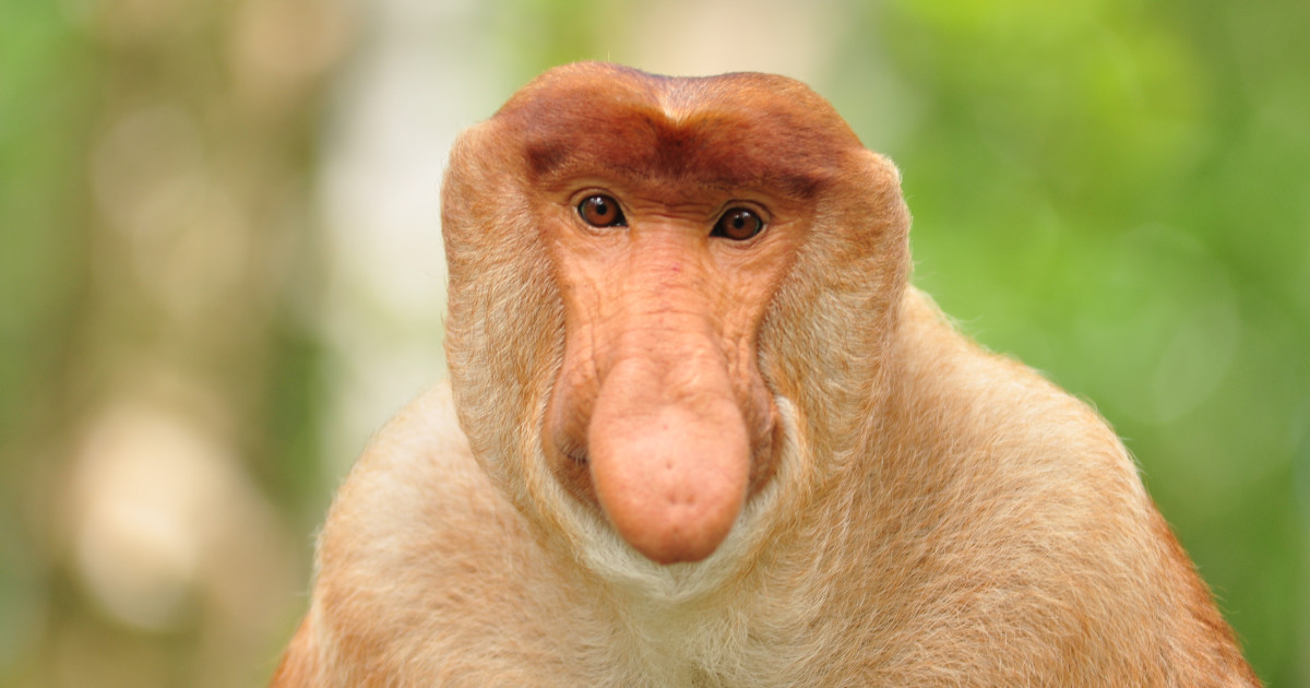 El secreto de los monos más feos del mundo para atraer a las hembras