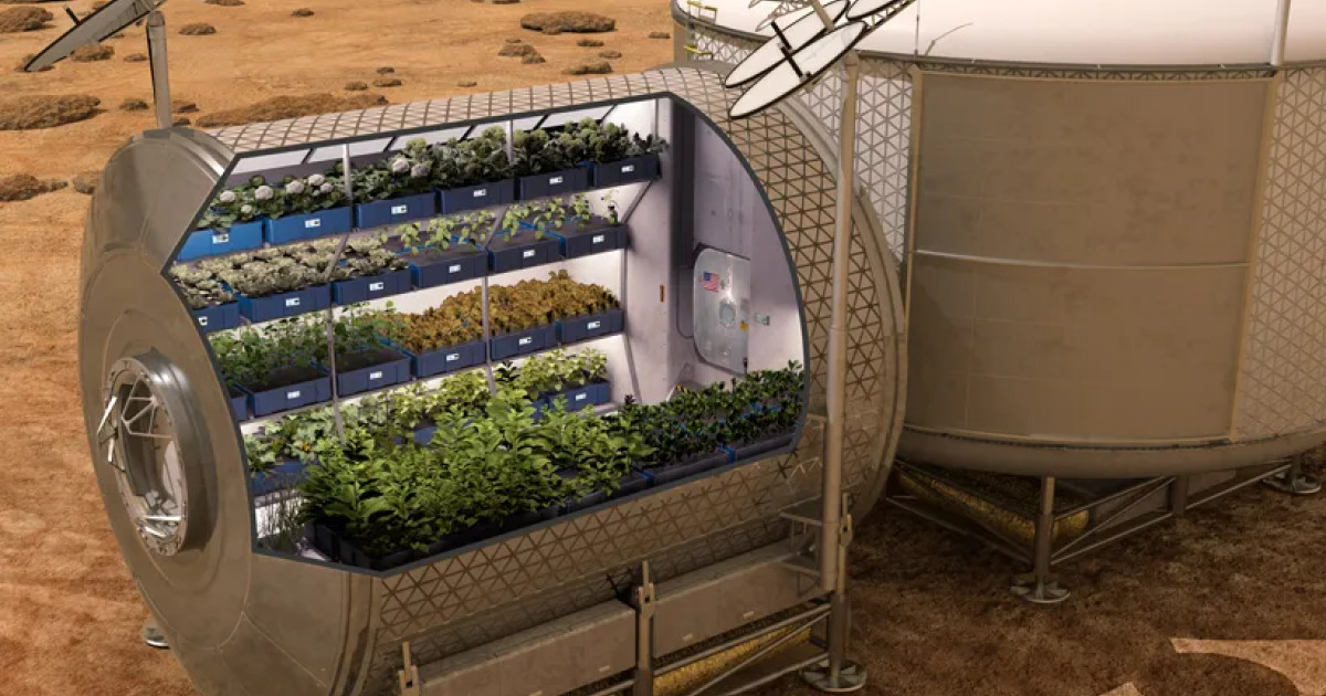 La planta terrestre que podría sobrevivir en Marte y ayudarnos a ...