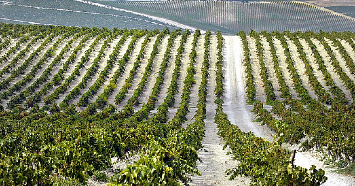 Éxito rotundo: el Marco de Jerez recoge en la vendimia 62,5 millones de ...