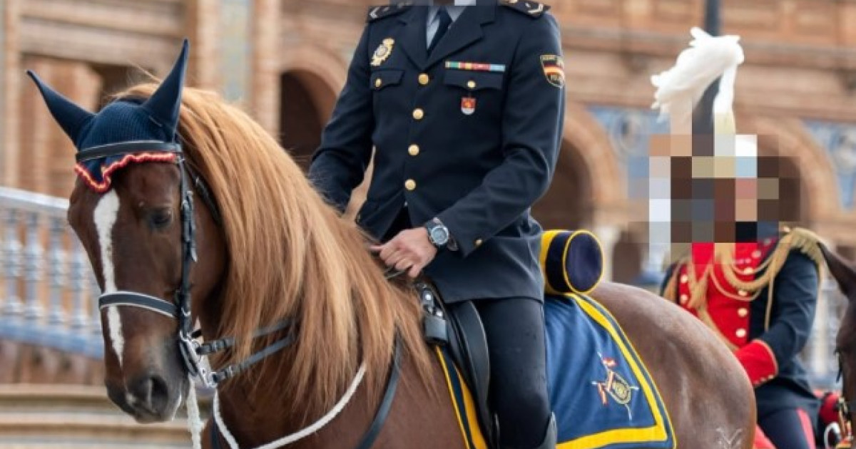 'Pomo', el caballo lesionado de la Policía Nacional al que sus agentes ...