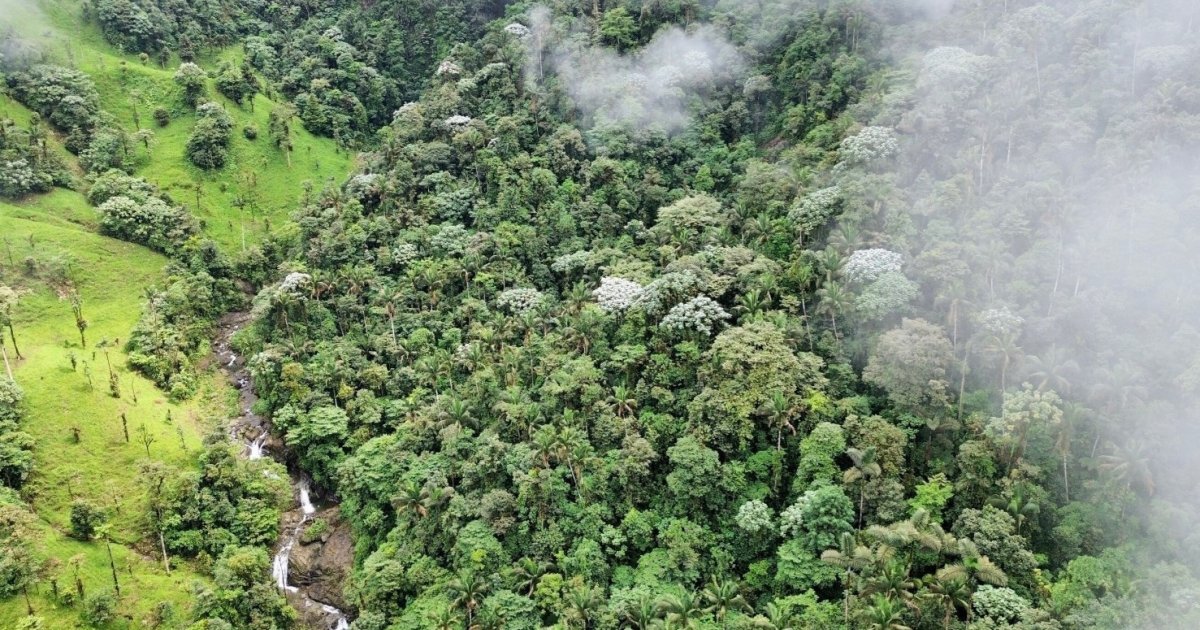 La extinción masiva en un bosque de Ecuador no existió, según un estudio