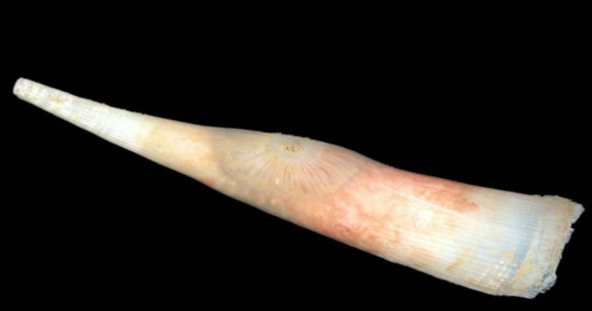 Descubren un nuevo molusco con huésped que habita en los abismos del ...