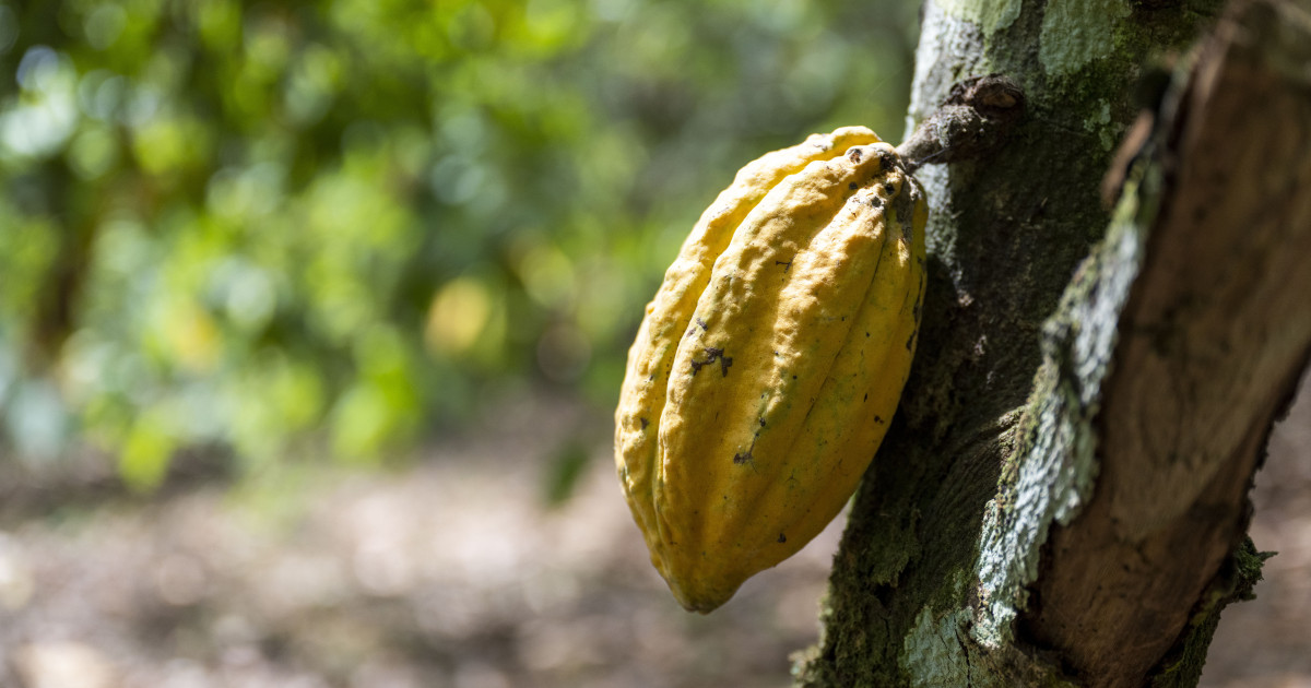 El cacao más antiguo del mundo no es de México: procedería de la selva ...