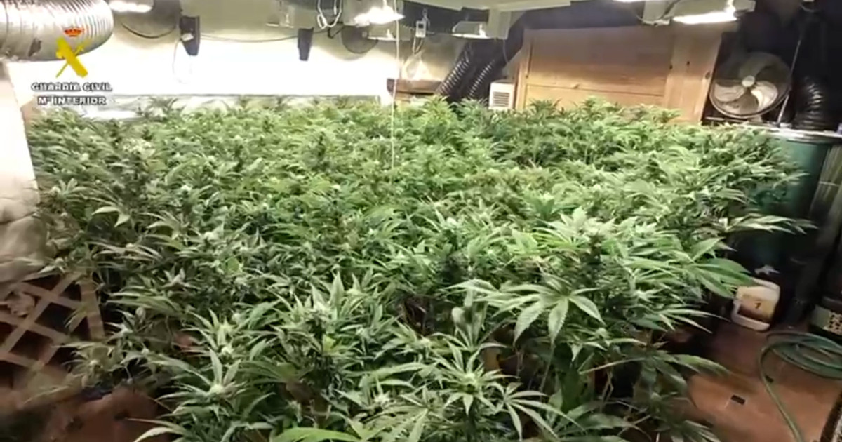 Desmantelan una plantación de marihuana de alto rendimiento en Castilla-La Mancha