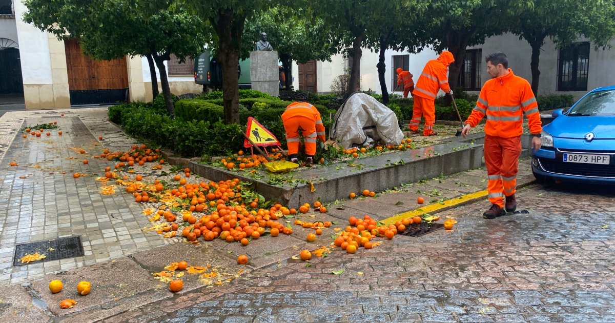 Sadeco finaliza en Córdoba la recogida de casi 2.000 toneladas de naranja