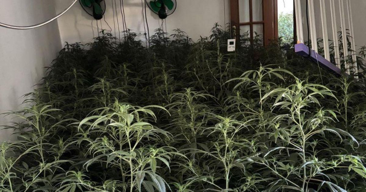 Policía Nacional desmantela dos plantaciones indoor de marihuana y detiene a tres personas en ...
