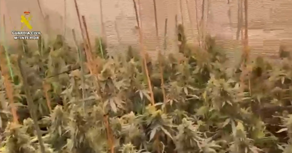 Desmantelan dos plantaciones de marihuana en Toledo con un valor de casi medio millón de euros