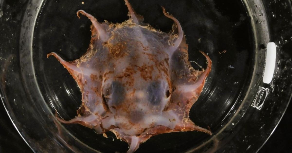 Encuentran una nueva especie de 'pulpo dumbo' en el fondo oceánico