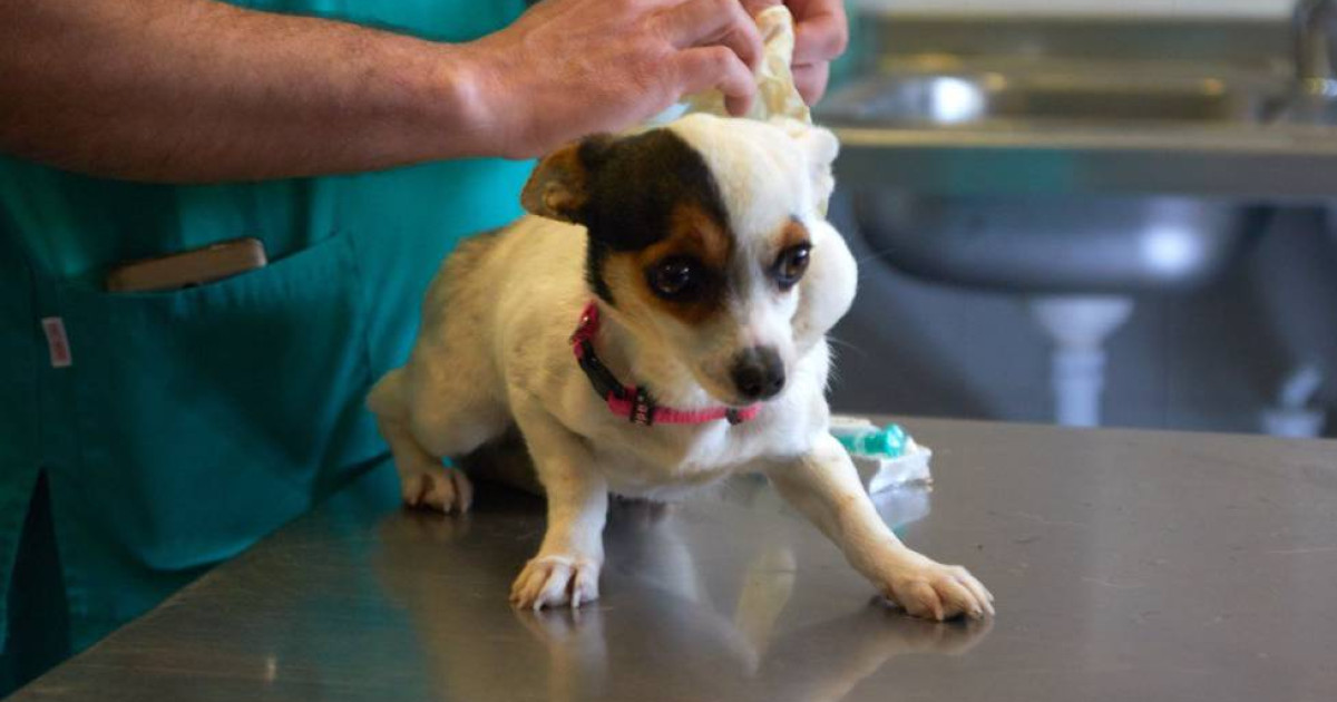 Sadeco lanza una campaña para prevenir el abandono de animales en Córdoba