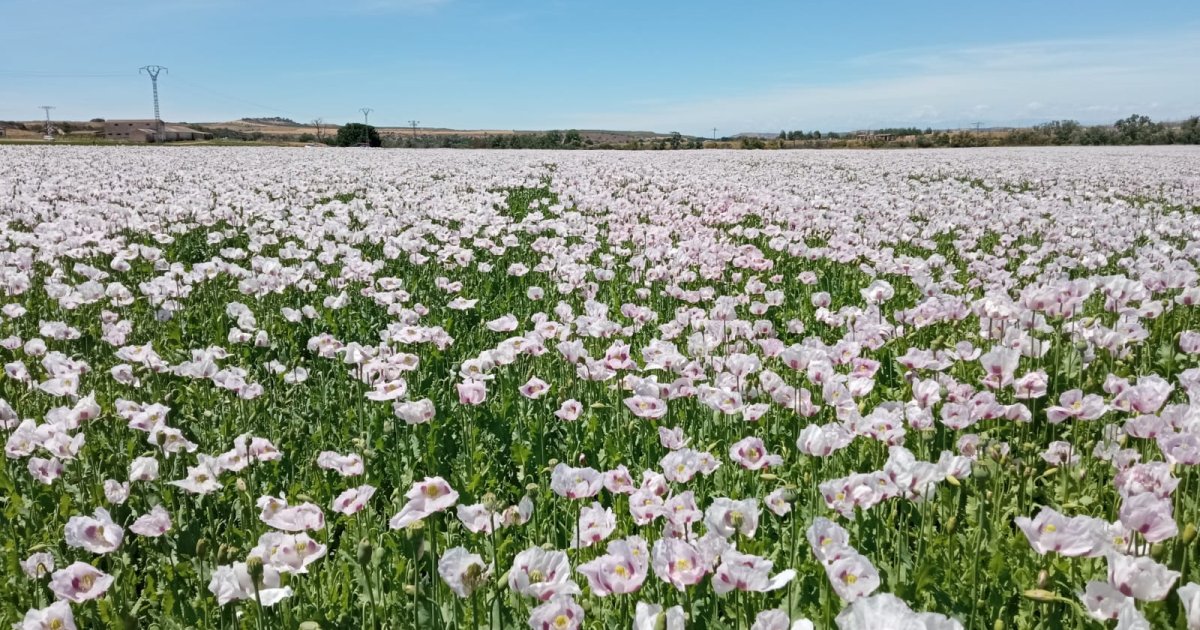 La flor del opio convierte Toledo en un paraíso prohibido