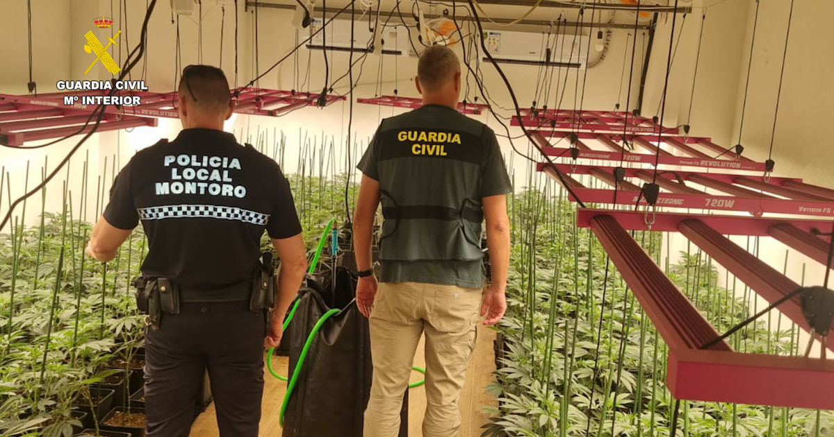 Desmantelan tres plantaciones de marihuana en Bujalance y Montoro