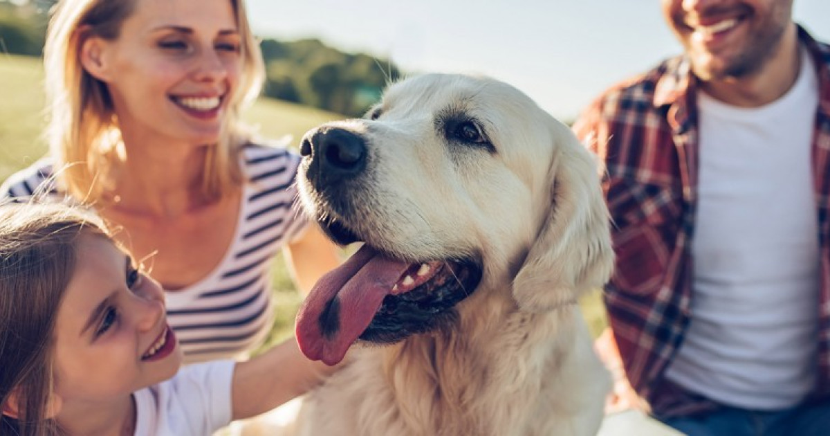 Esto es lo que entienden los perros por formar parte de una familia ...
