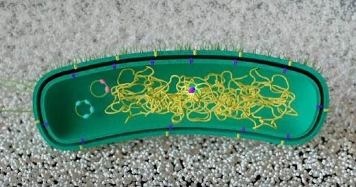 Desarrollan una nueva biotecnología para transformar bacterias sin alterar su equilibrio genético