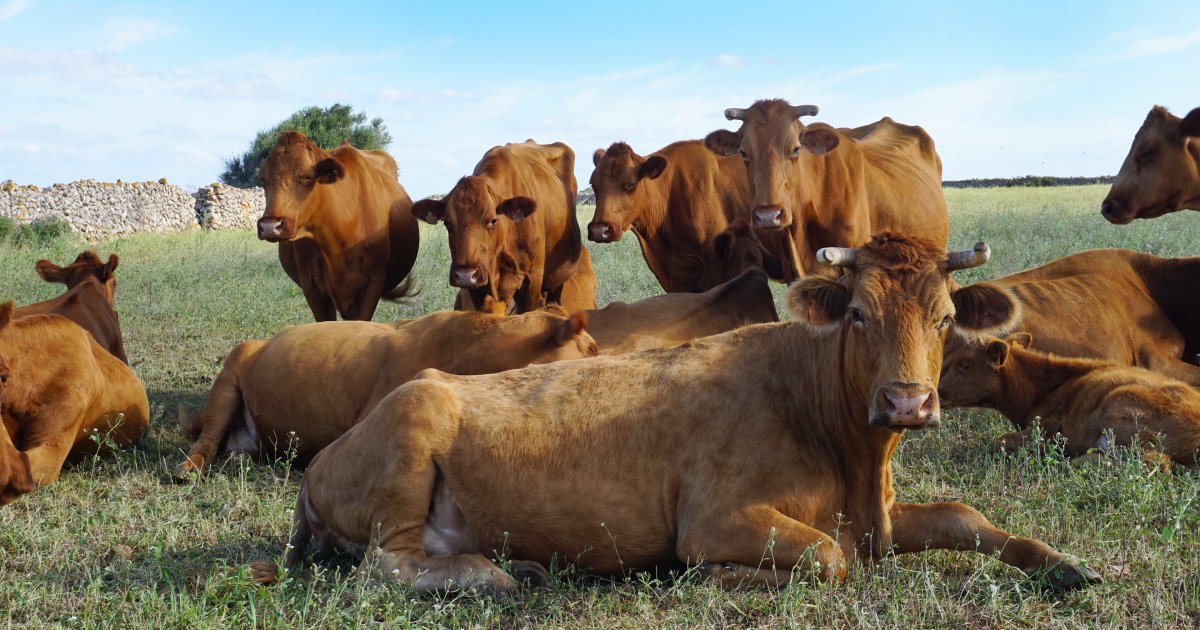 Vox pide la vacunación «inmediata y gratuita» contra la dermatosis de ...