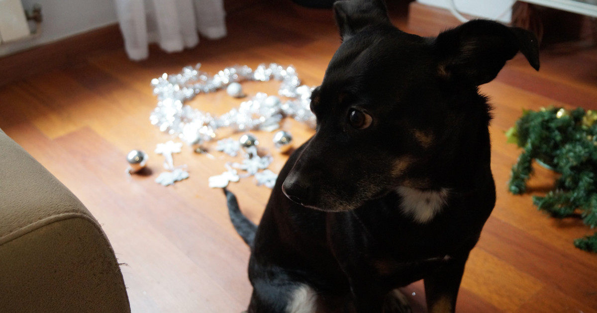 La Nochevieja y el perjudicial efecto de los petardos en algunos animales