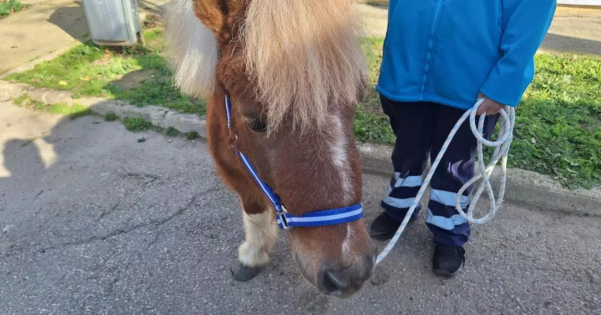 Panxo, el pony maltratado que ahora se une a la Policía montada de Palma