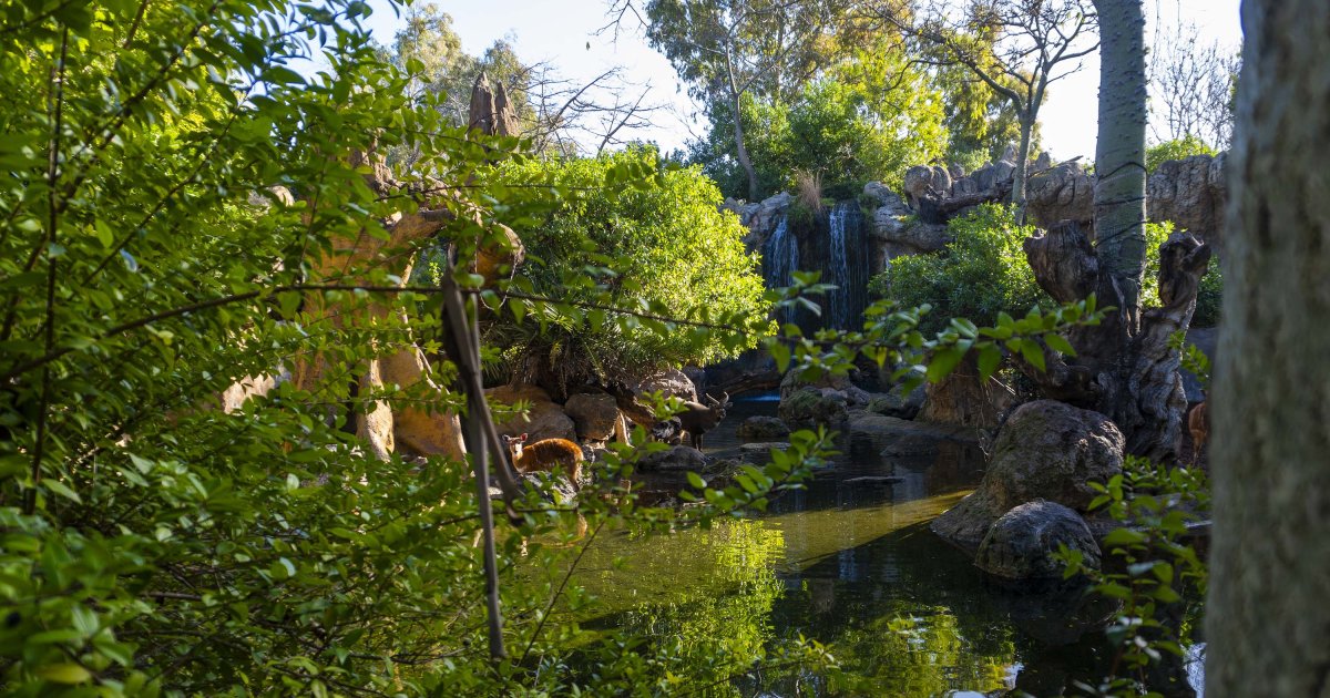 Bioparc Valencia, referente en la lucha contra la «emergencia climática ...