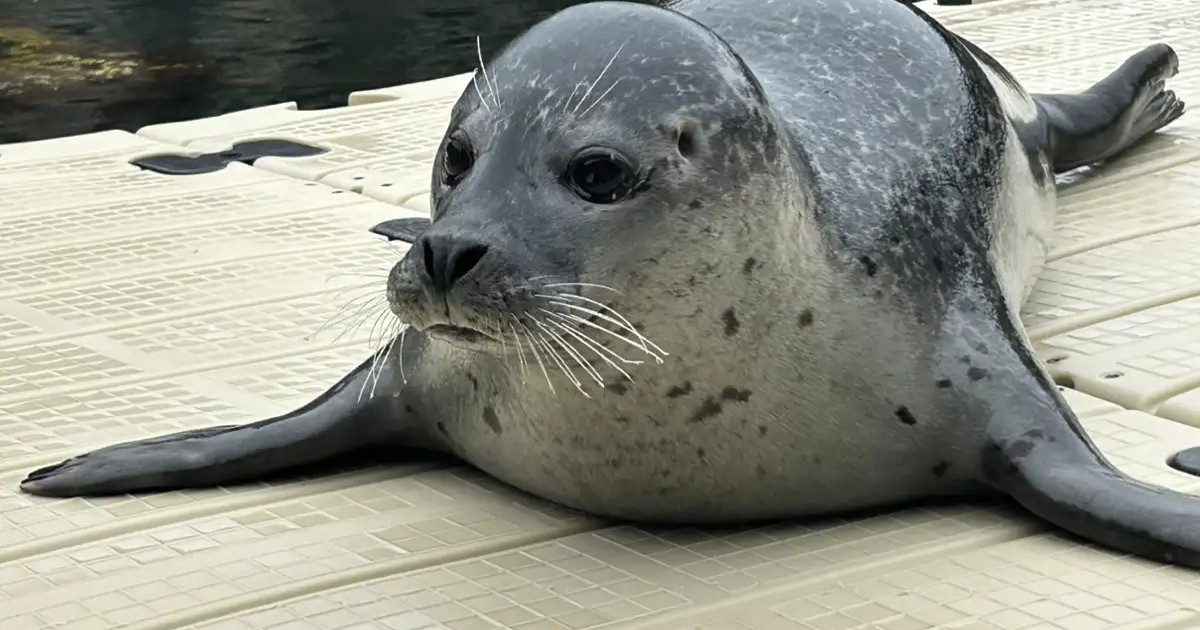 Jinzi, la nueva foca del Acuario de La Coruña que busca reactivar la ...