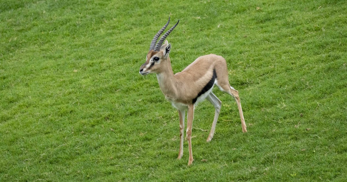 El macho del segundo mamífero más veloz de África ya corre por la ...